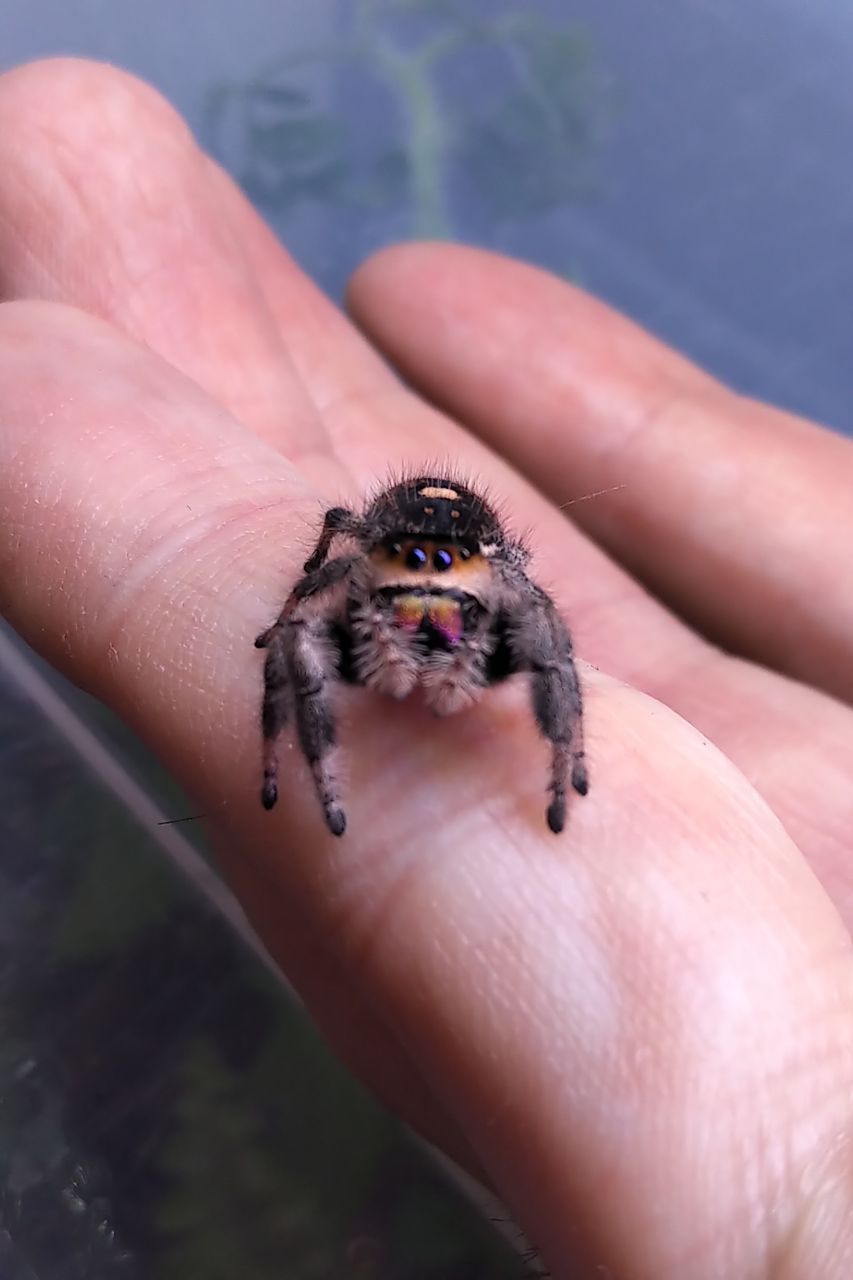 Products — Spoods.ie - Jumping Spiders Ireland