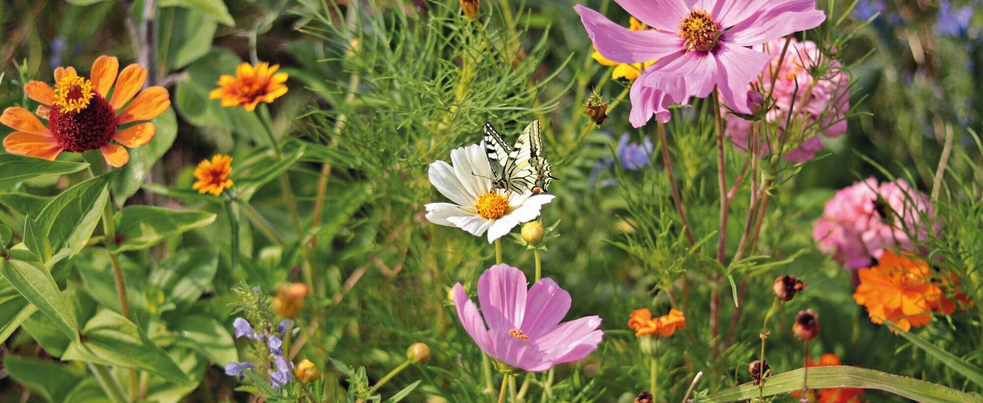 Smart Bugs online store